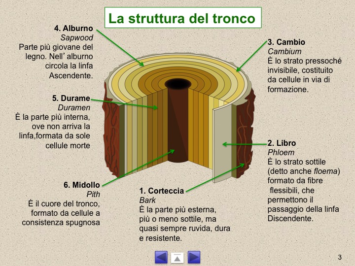 Il legno - Power Point